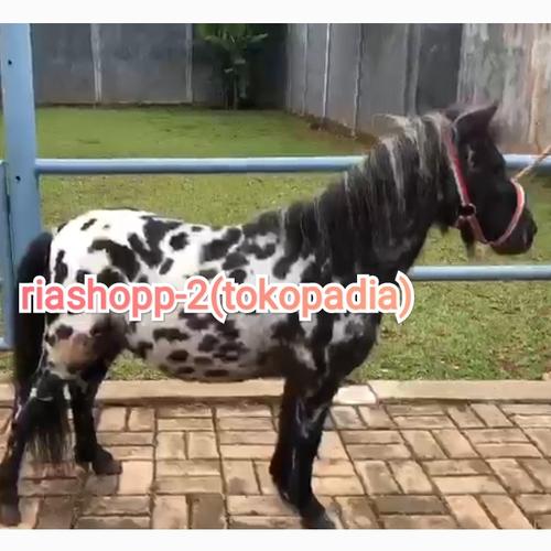 Jual kuda poni kerdil import surat lengkap resmi asli mewah istimewa ...