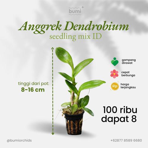 Jual Anggrek Dendrobium hybrid MIX ID seedling - BUMI ORCHIDS bunga ...