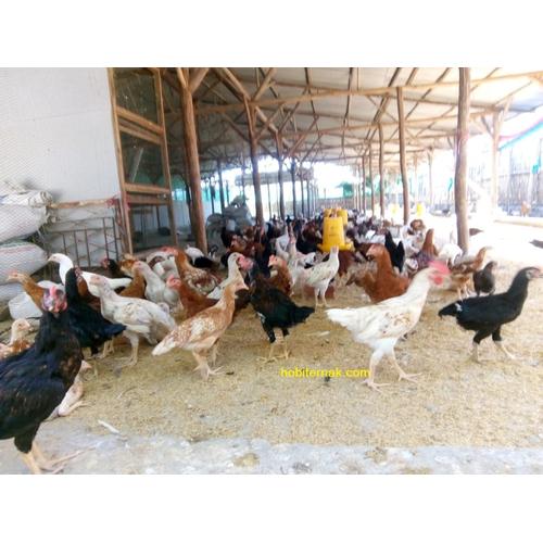 Jual Jual DOC Joper Wilayah Pontianak dan Sekitarnya - Kab. Sleman ...