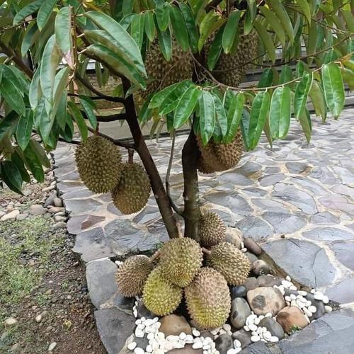 Promo POHON DURIAN MONTONG SIAP BERBUAH - DURIAN MONTONG - Kab. Bogor ...