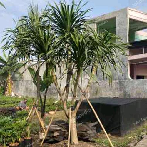 Jual pohon pandan bali bercabang tinggi 2 m - 3 m / Cordyline australis ...