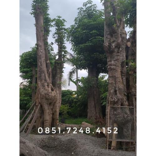 Jual Menjual Pohon Pule Fosil Besar Dan Berkarakter Unik || Free Ongkir ...