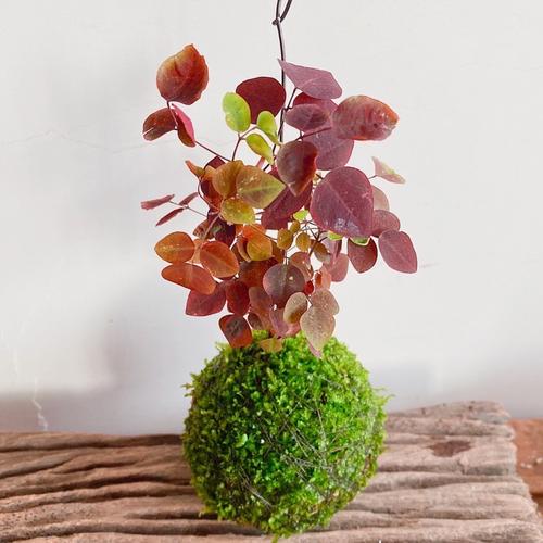 Jual Mossball - Oxalis Hedysaroides Fire Fern Bonsai - Jakarta Timur ...