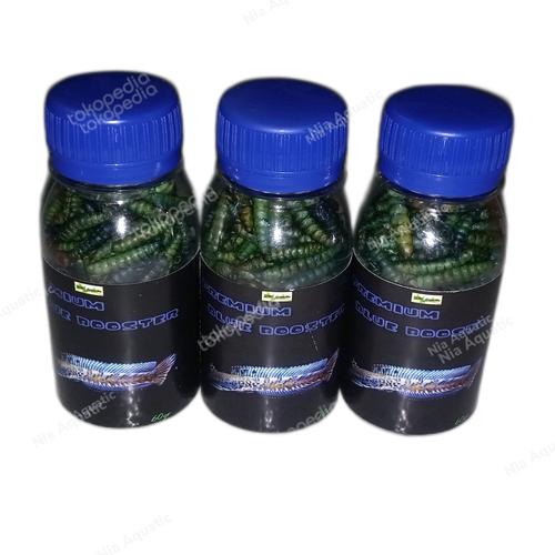 Jual MAGGOT PREMIUM BOOSTER - RED . YELLOW . BLUE/ BOTOL - KEMASAN ...