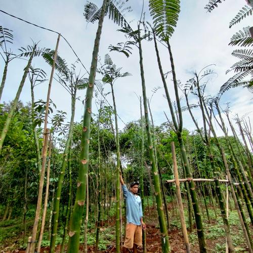 Jual Pohon Solobium Pakis Brazil Tinggi 4m Terbaik Batang Besar Tinggi ...