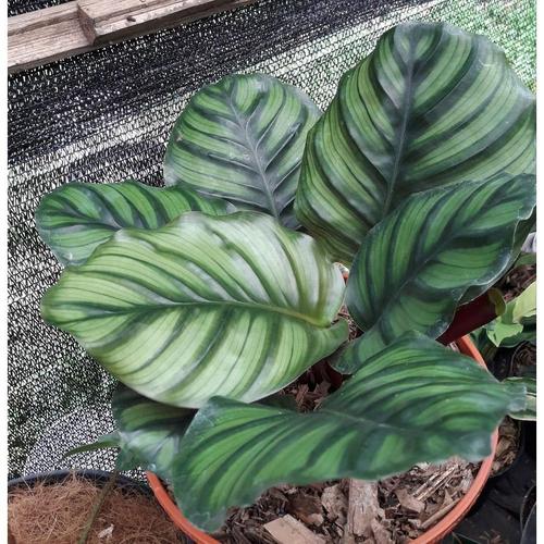Jual Tanaman bunga calathea rotun/calathea rotundifolia/tanaman hias ...