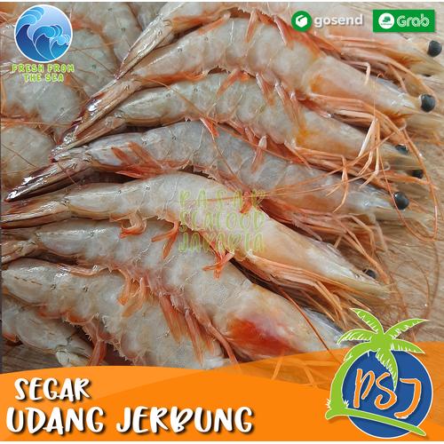 Jual Udang Jerbung/Api/Peci Fresh 500gr - Udang Jerbung Segar Grade A ...