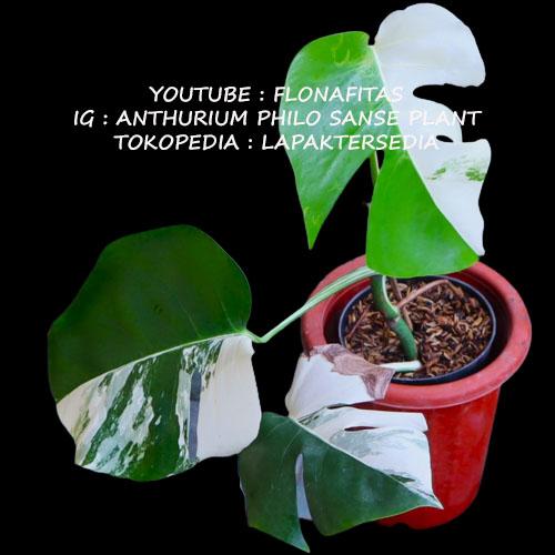 Jual MONSTERA variegata putih monstera varigata | dikirimkan sesuai ...