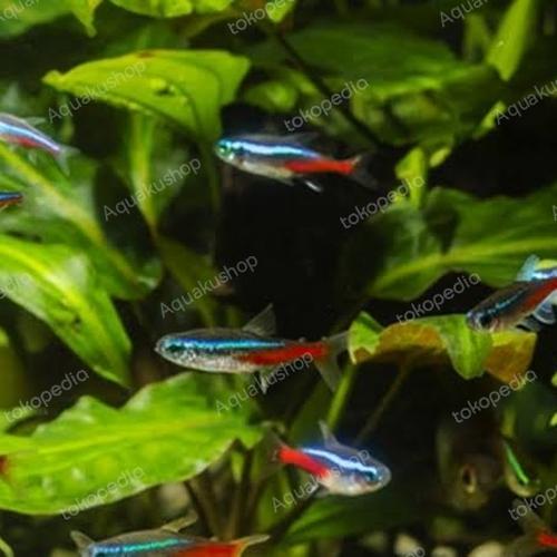 Jual ikan neon tetra - Kota Semarang - Aquakushop | Tokopedia