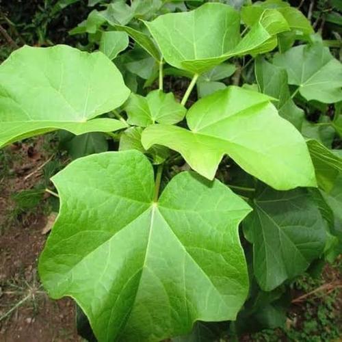 Jual Daun Jarak Herbal Segar - Kota Tangerang Selatan - sionepiece ...