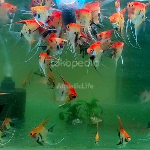 Jual Manfish Red Devil / Red Devil Angelfish - 2cm - 3cm - Kota ...
