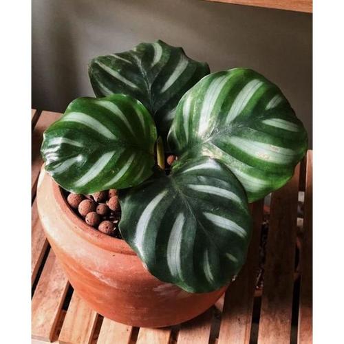 Jual Tanaman bunga calathea fasciata - 2-3 daun, Remaja - Jakarta ...