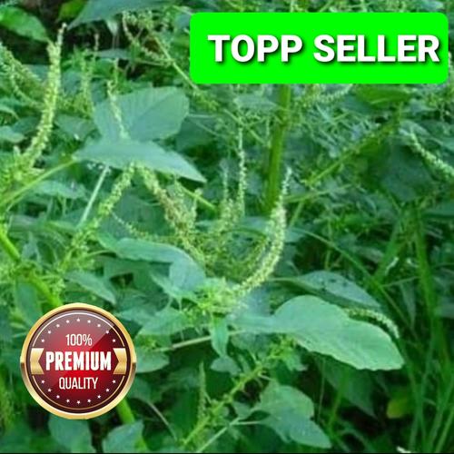 Jual DAUN BAYAM HUTAN PER LEMBAR (PREMIUM QUALITY) - Kab. Jombang ...