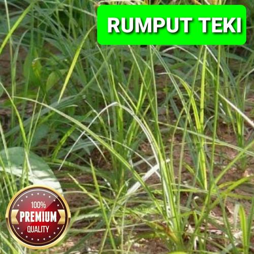 Jual DAUN RUMPUT TEKI PER LEMBAR (PREMIUM QUALITY) - Kab. Jombang ...