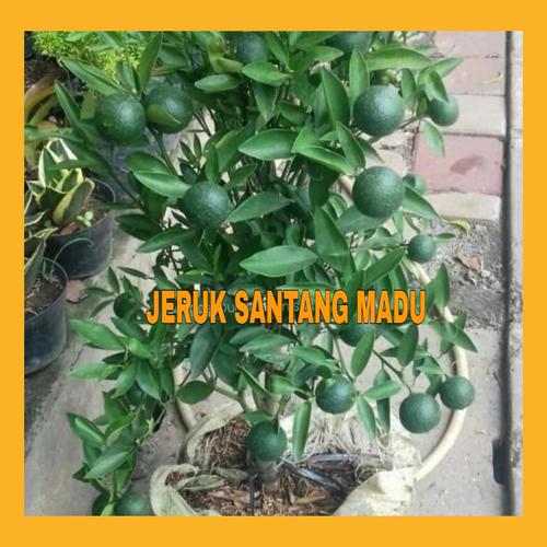 Jual Pohon Jeruk Santang Madu Siap Berbuah - Jakarta Selatan - Taman Hijau Daun | Tokopedia