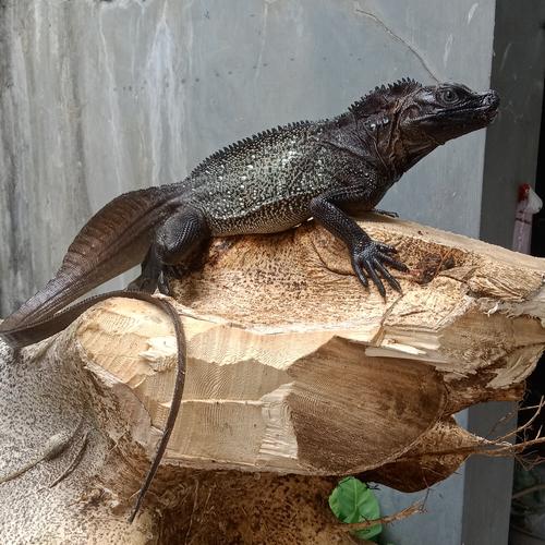 Jual soa layar celebensis sub adult - Jakarta Timur ...