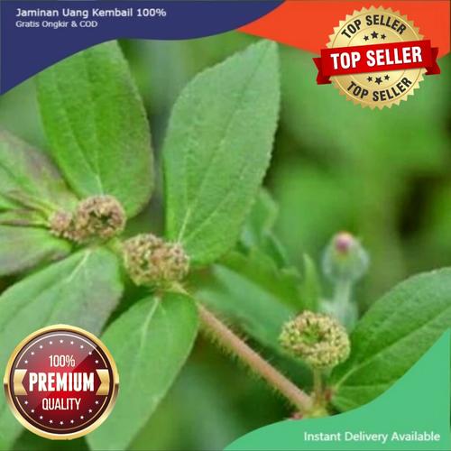 Jual DAUN PATIKAN KEBO PER LEMBAR (PREMIUM QUALITY) - Kab. Jombang ...