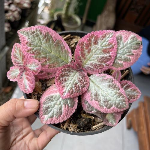 Jual episcia cleopatra pink - Kab. Cilacap - Monique Collection | Tokopedia