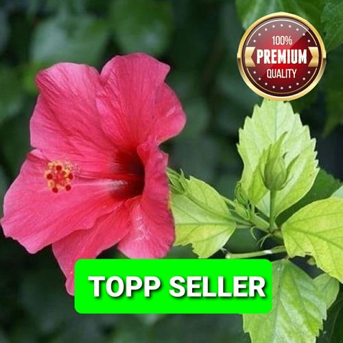 Jual DAUN BUNGA SEPATU PER LEMBAR (PREMIUM QUALITY) - Kab. Jombang ...