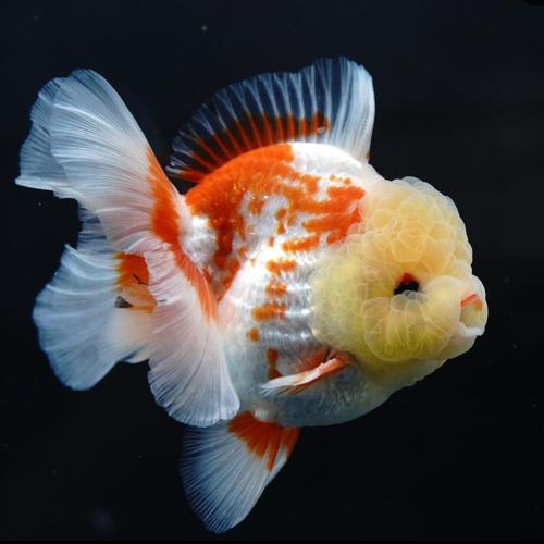 Jual Oranda round body red white / ikan mas koki oranda red white ...