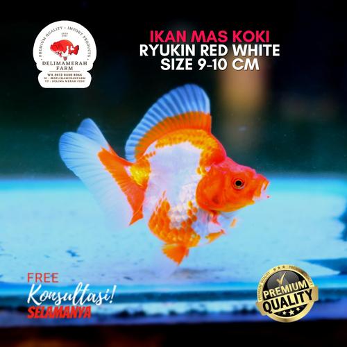 Jual IKAN MAS KOKI BABY RYUKIN RED AND WHITE LUCU SIZE 8-9 CM PILIHAN ...
