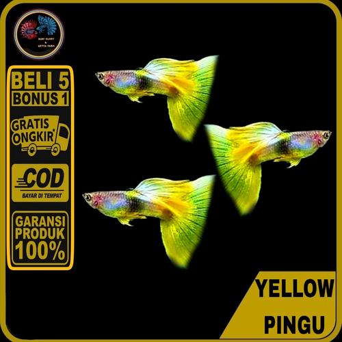 Jual Ikan Hias Guppy Yellow Pingu Pasangan hiasan aquarium - betina - Kab. Demak - Doni_guppy ...