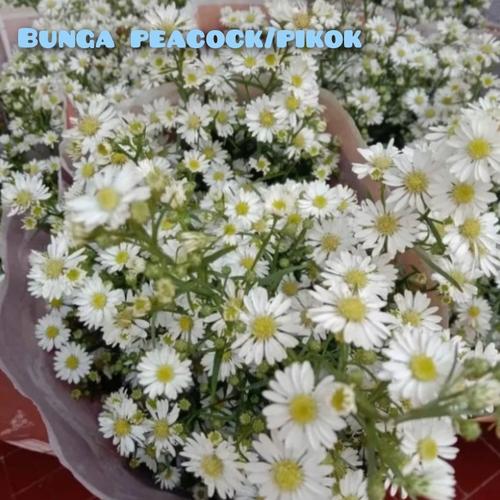 Jual Bunga pikok ukuran 300 gram segar fresh - Jakarta Barat - M-K SHOP ...