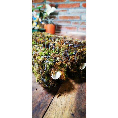 Jual Turus Tanaman Lumut Sambung Stackable Moss Pole Tinggi 60cm - Kota ...