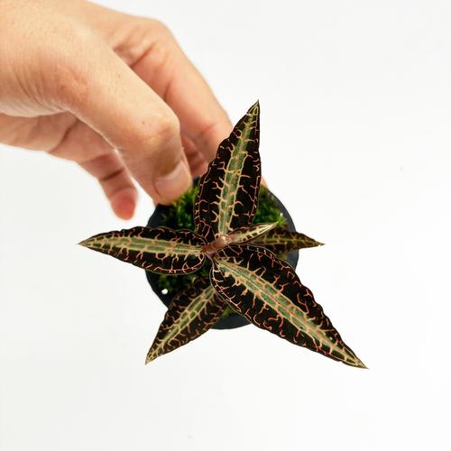 Jual Goodyera Pusilla 'Blume / jewel orchid / paludarium / terrarium ...