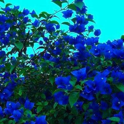 Jual Tanaman hias bunga biru tua tanaman bougenville - Kab. Bogor ...