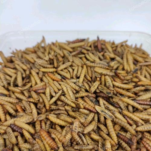Jual Dried BSF Maggot Kering 1 Kg Grade B, kandungan sama - Kab ...
