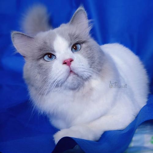 Jual Kucing Ragdoll Blue Bicolor Simetris RARE♂️ proven breed - Jakarta ...
