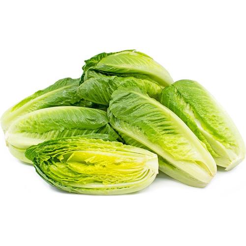 Promo Sayur Segar Selada Romen Romain Romaine Lettuce 1 kg - Jakarta ...