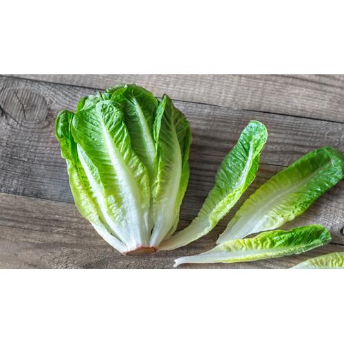 Jual Sayur Segar Selada Romaine / Romaine Lettuce 100 gr / 1 kg ...