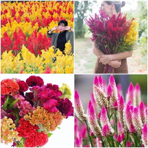Jual BUNGA CELOSIA BERBAGAI WARNA DAN JENIS MIX (5000 BIJI) - Kab ...