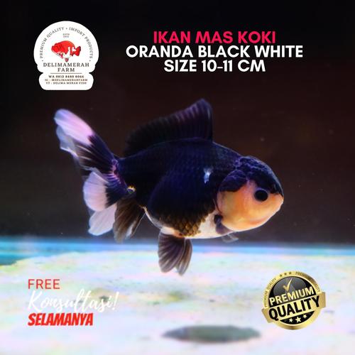 Jual IKAN MAS KOKI ORANDA BLACK LONG TAIL SIZE 13-14 CM LANGKA GOOD ...