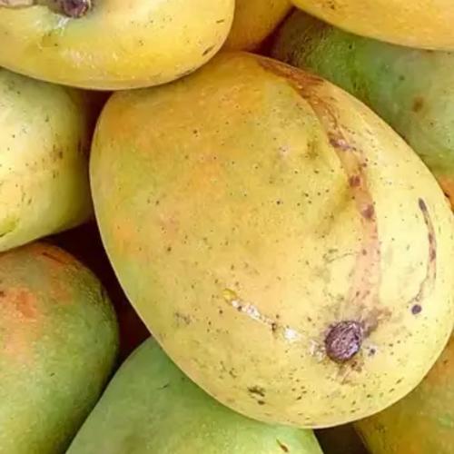 Jual mangga budi raja mangga gajah fresh per 1 pcs - Jakarta Barat ...