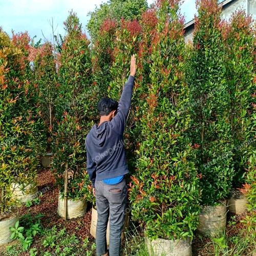 Jual pohon pucuk merah tinggi 2 meter - 5 meter kualitas super rimbun ...