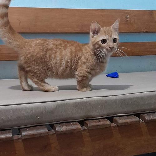 Jual kucing Munchkin / kucing kaki pendek / kucing cebol - Jakarta ...