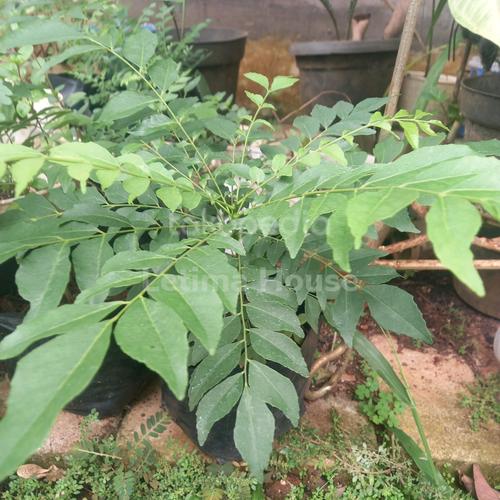 Jual Pohon bibit daun kari / salam koja / curry leaves / temurui ...
