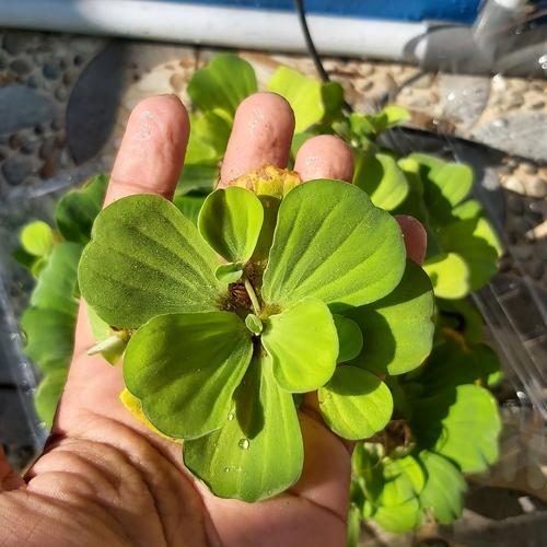 Jual Ready Tanaman Apu-apu, kapu-kapu, atau kayu apung (Pistia ...