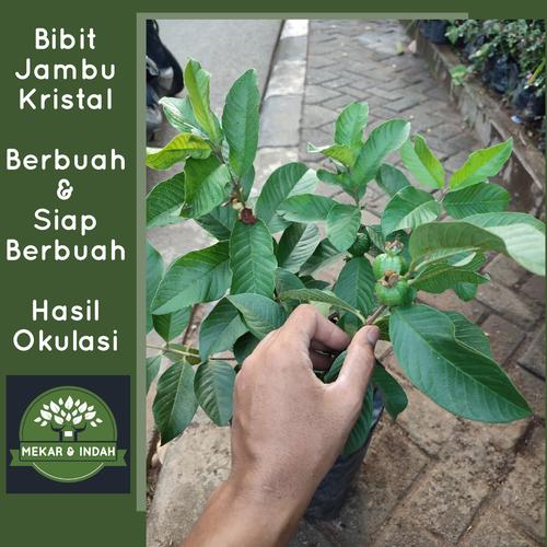 Jual bibit tanaman JAMBU KRISTAL / pohon jambu kristal - Jakarta Timur ...