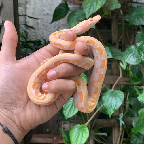 Jual retic albino white phase/wp/white phase - Jakarta Timur ...