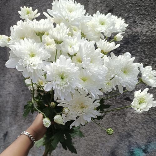 Jual Bunga Aster Jimla Putih - Jakarta Barat - Florist JKT | Tokopedia