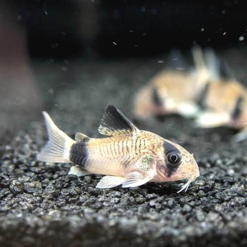 Jual IKAN CORYDORAS PANDA PAKET 4 EKOR(IKAN TANKMATE/IKAN AQUASCAPE ...