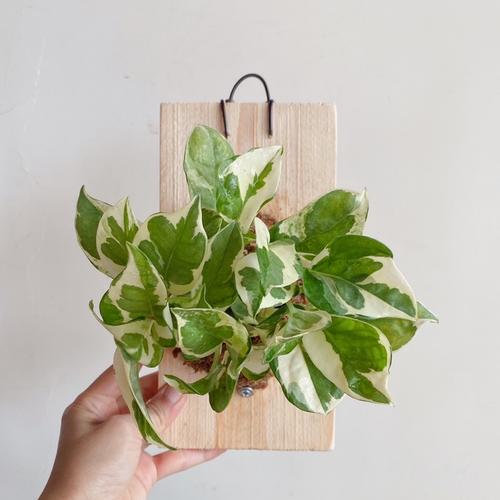 Jual Wall of fame - Pothos Njoy Tanaman Hias Indoor Sirih Gading Var ...
