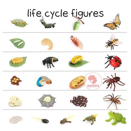 Jual shukaku Life Cycle Figures 2 | mainan edukasi | mainan anak ...
