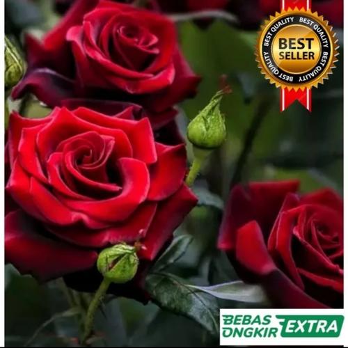 Jual Bibit Tanaman Bunga Mawar Tea Rose Super Red Import - Jakarta ...