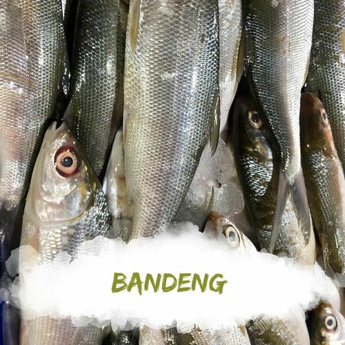 Jual ikan bandeng segar 1kg isi 1-2ekor FRESH wajib gosend - Kota ...