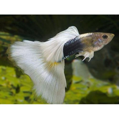 Jual ikan guppy hb pastel delta tail sepasang - Kota Surakarta - Eiko fish farm | Tokopedia
